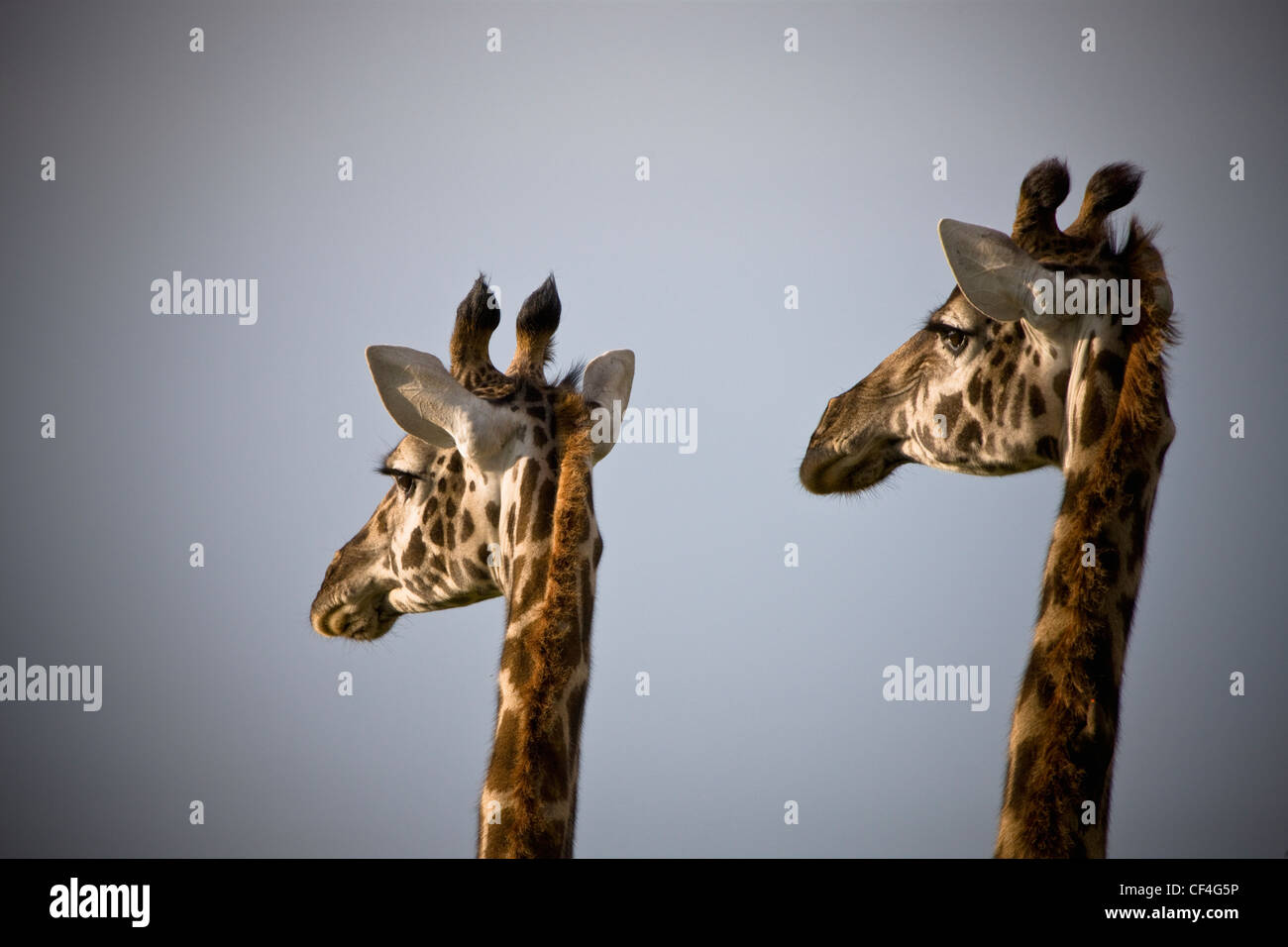 Giraffe side by side hi-res stock photography and images - Alamy