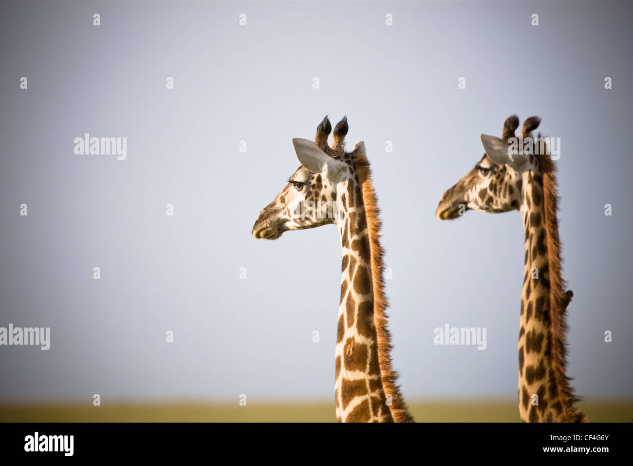 Giraffe side by side hi-res stock photography and images - Alamy