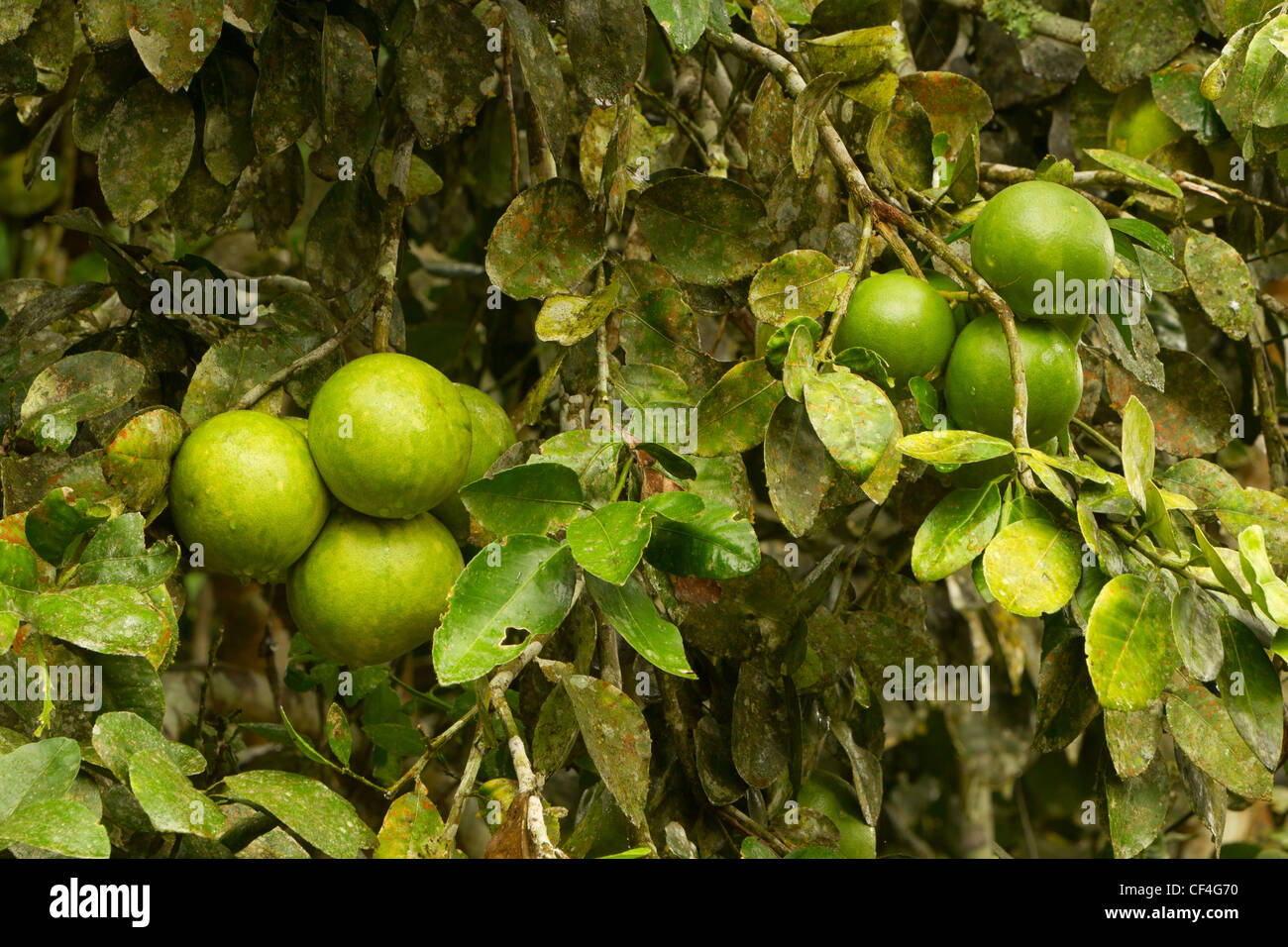 Piles Of Ripped Pomelo Fruit In The Tree Stock Photo - Alamy