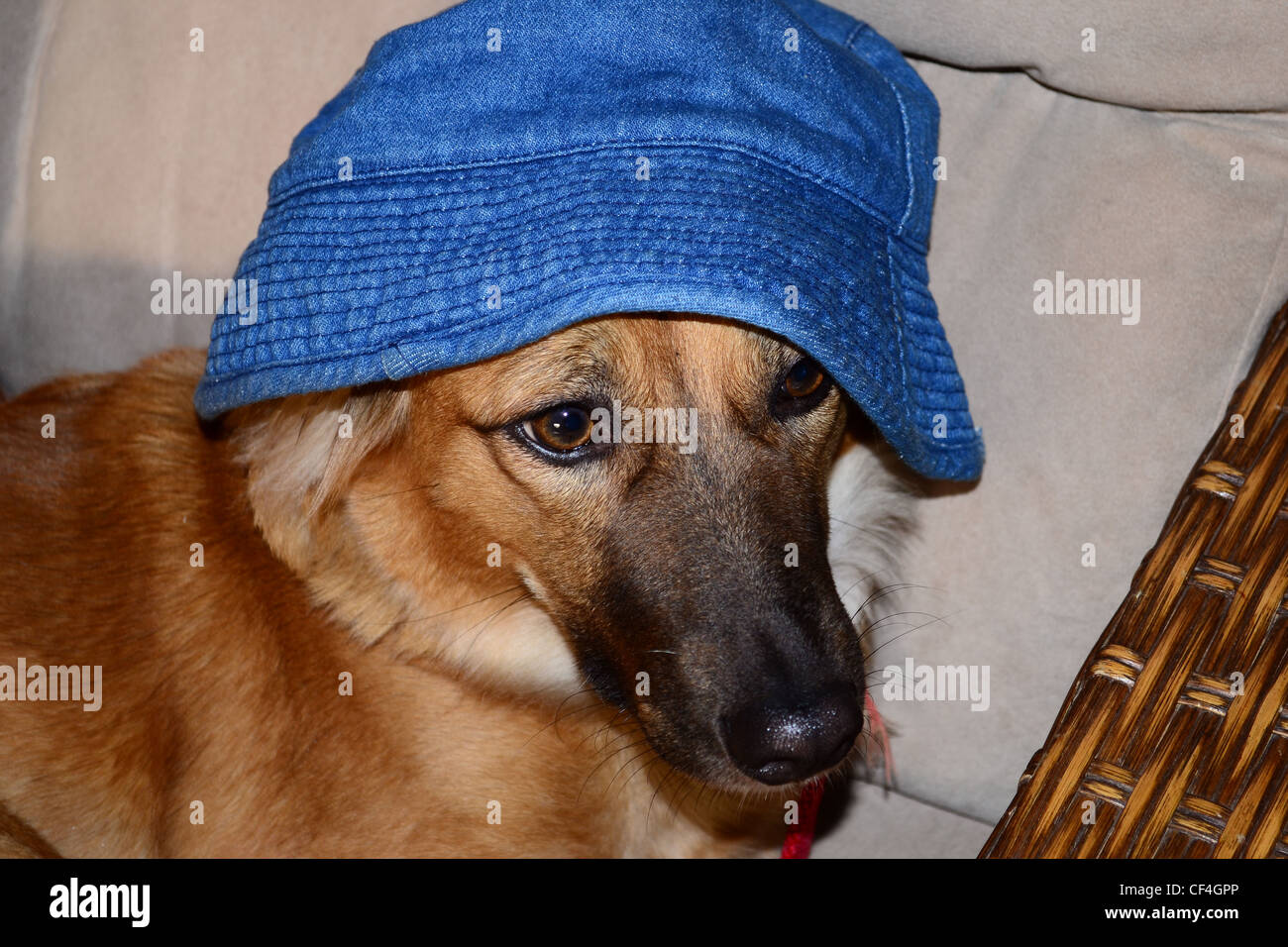 Pet with cap hi-res stock photography and images - Alamy