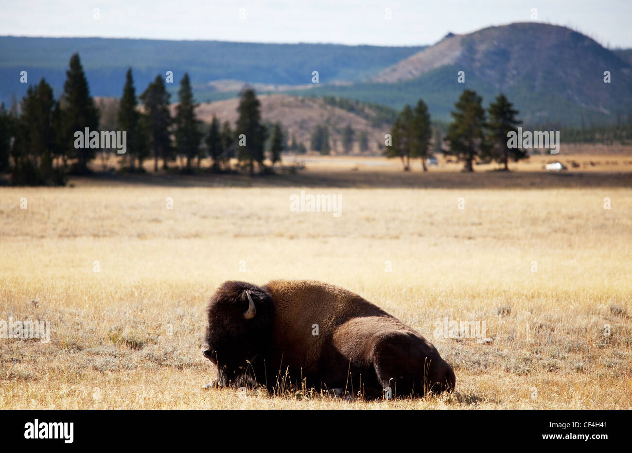 Buffalo in Yellowstone Stock Photo - Alamy
