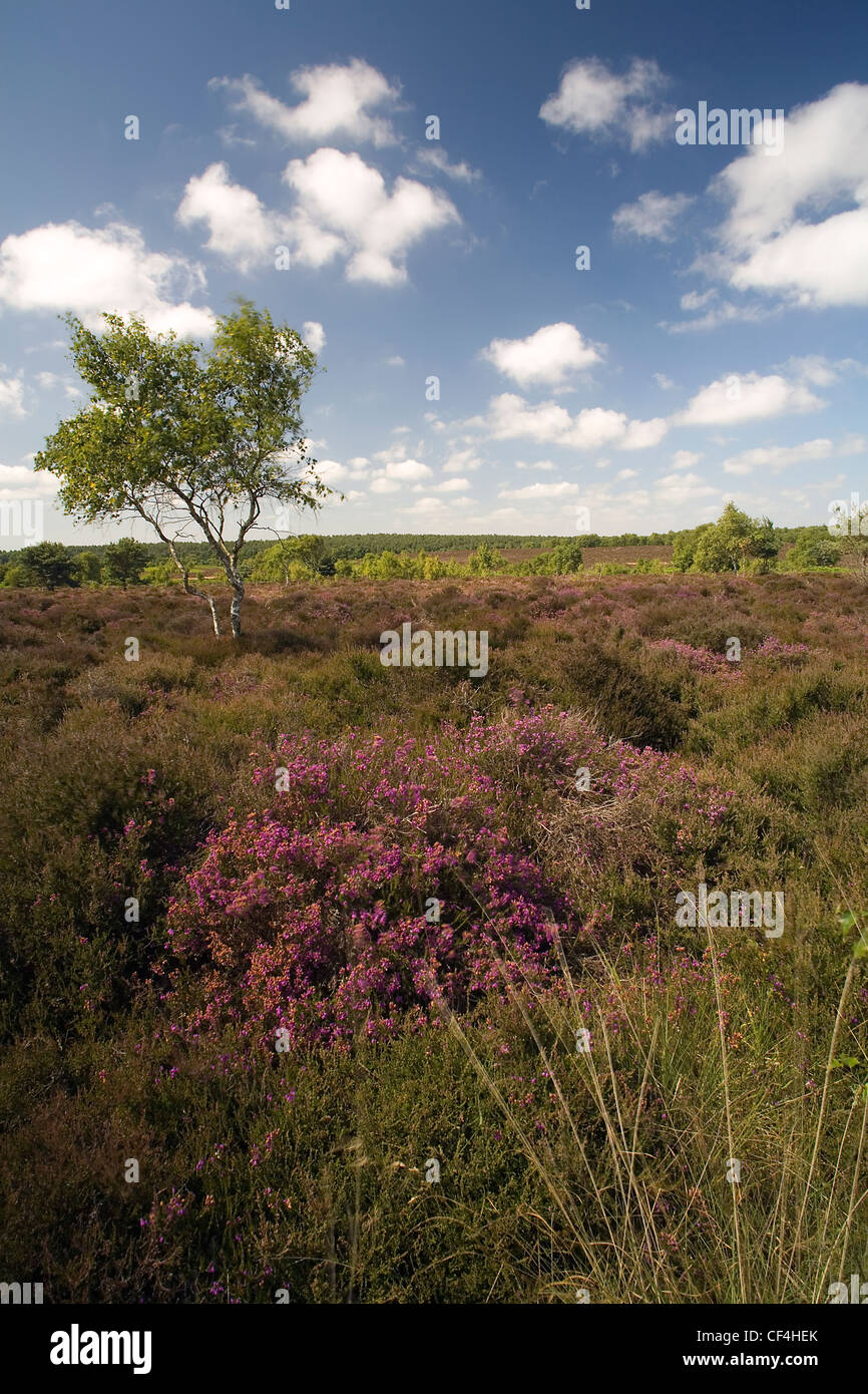 A view across the heath at Westleton Stock Photo - Alamy