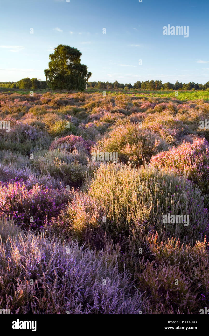 Sutton suffolk hi-res stock photography and images - Alamy