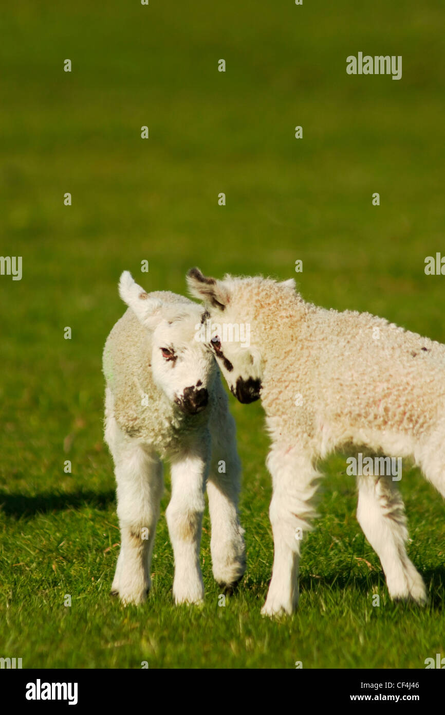 Baby lambs countryside playing hi-res stock photography and images - Alamy