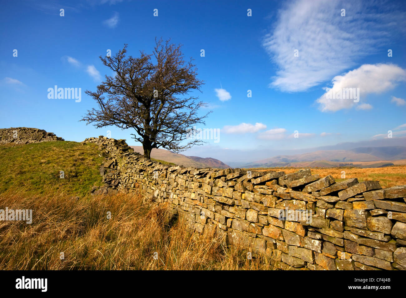 A single tree and a drystone wall Stock Photo - Alamy