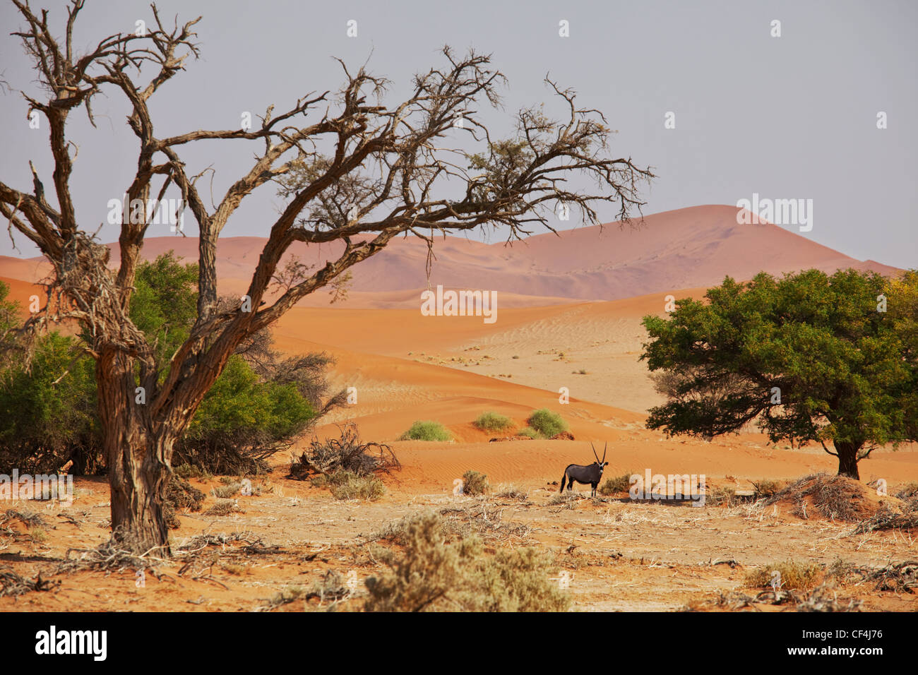 Dead valley in Namibia Stock Photo - Alamy
