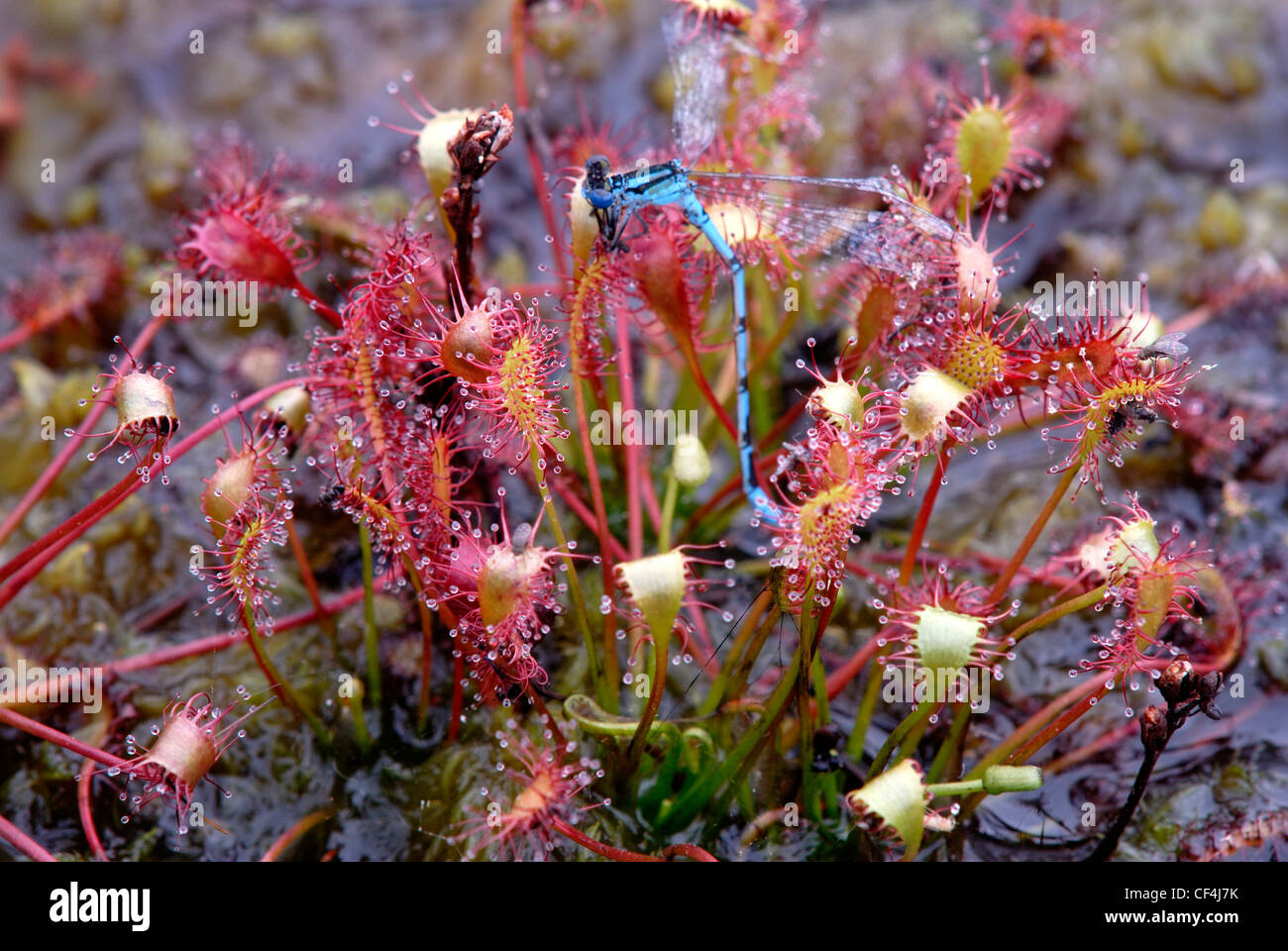 Oblong leaved sundew with a blue damselfly UK Stock Photo - Alamy