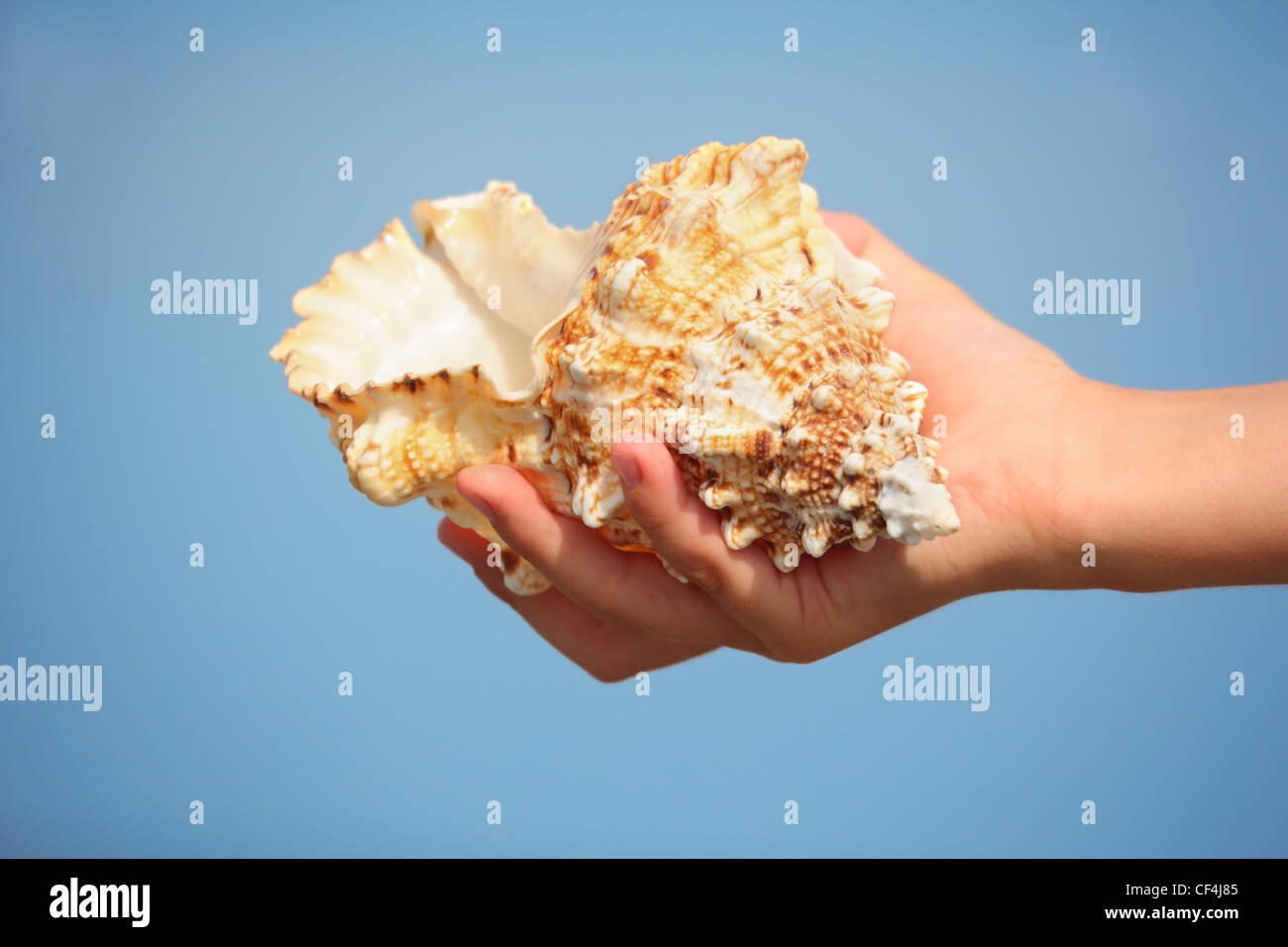 shell in child's hand. focus on little finger. sea and sky in out of ...
