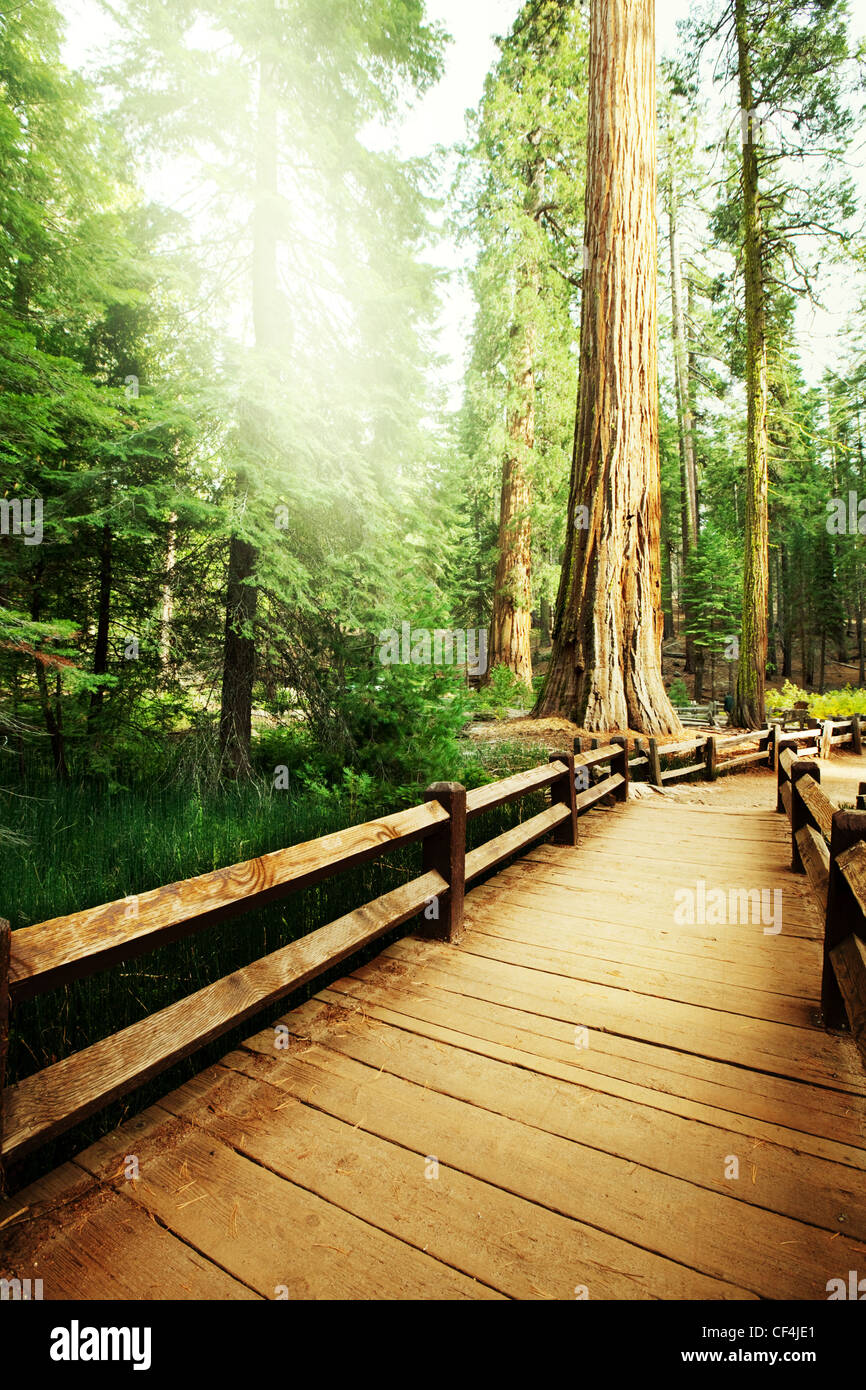 Flag in the sequoia forest hi-res stock photography and images - Alamy