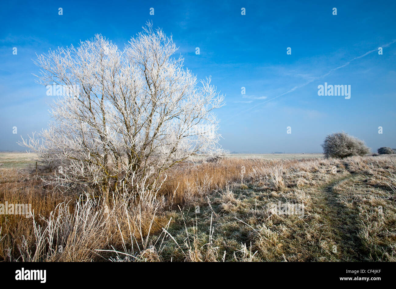 A cold frosty morning on the Norfolk Broads with the frost clinging to ...