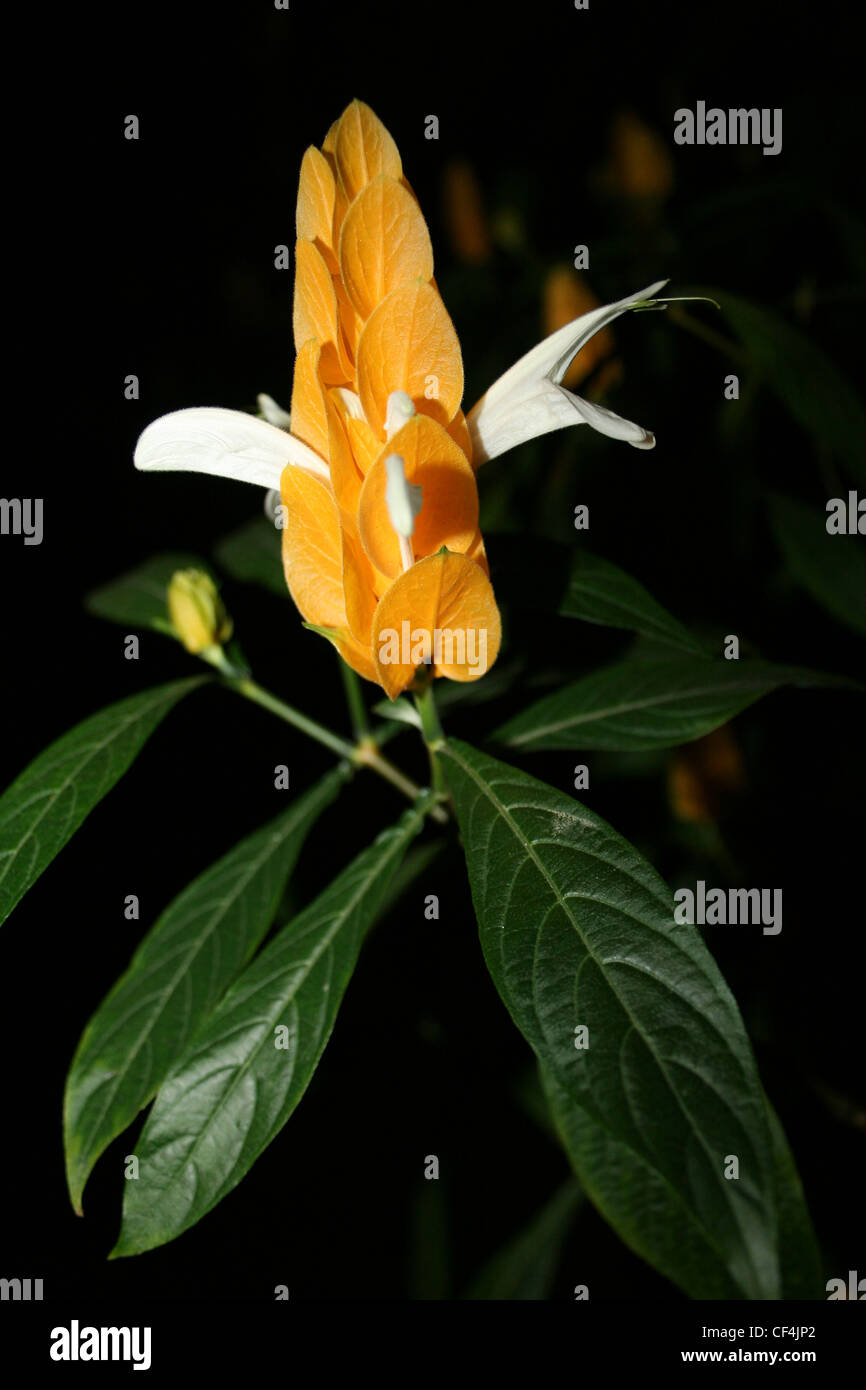 Golden Shrimp Plant Pachystachys lutea Stock Photo - Alamy