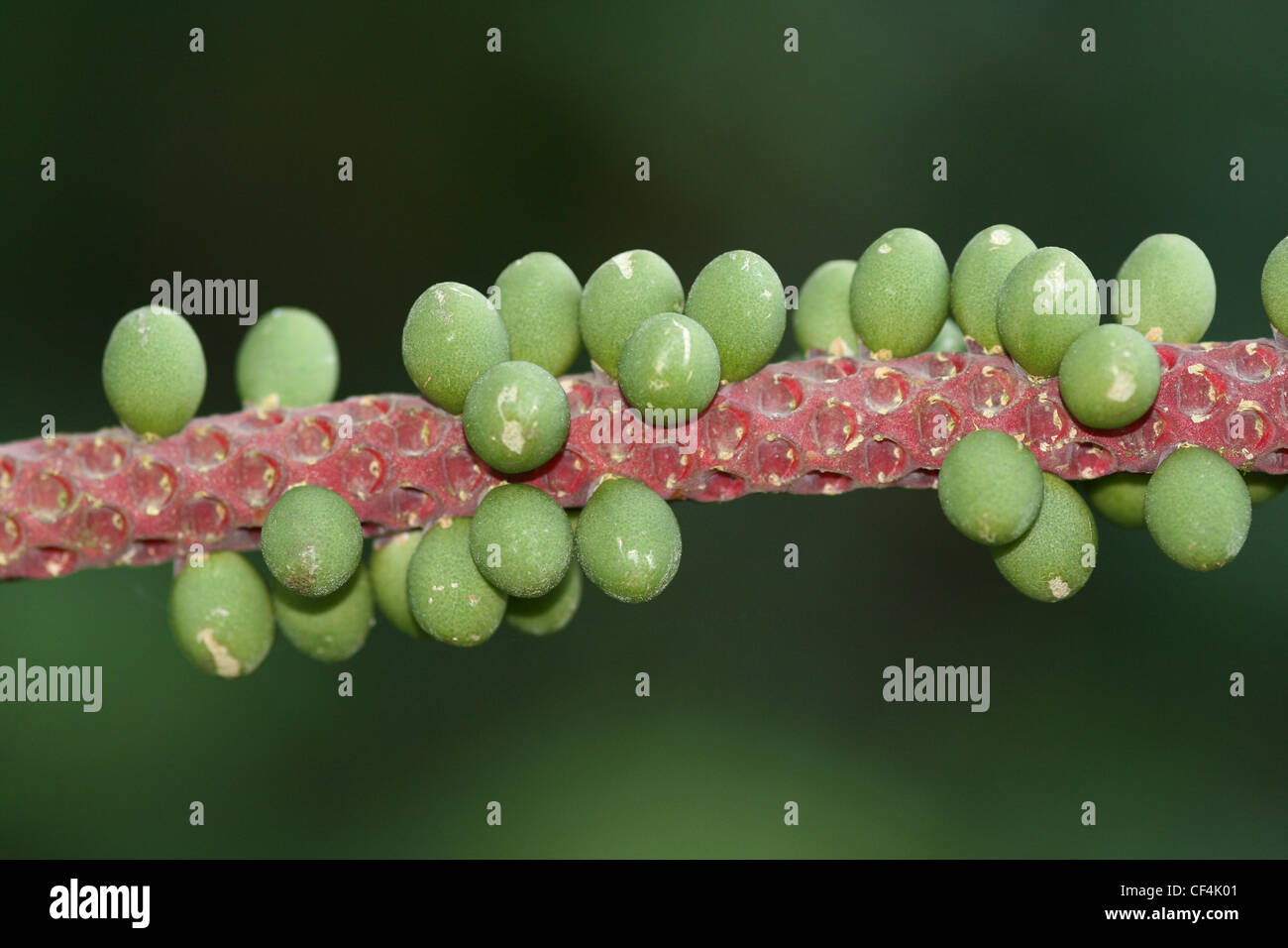Seeds tropical hi-res stock photography and images - Alamy