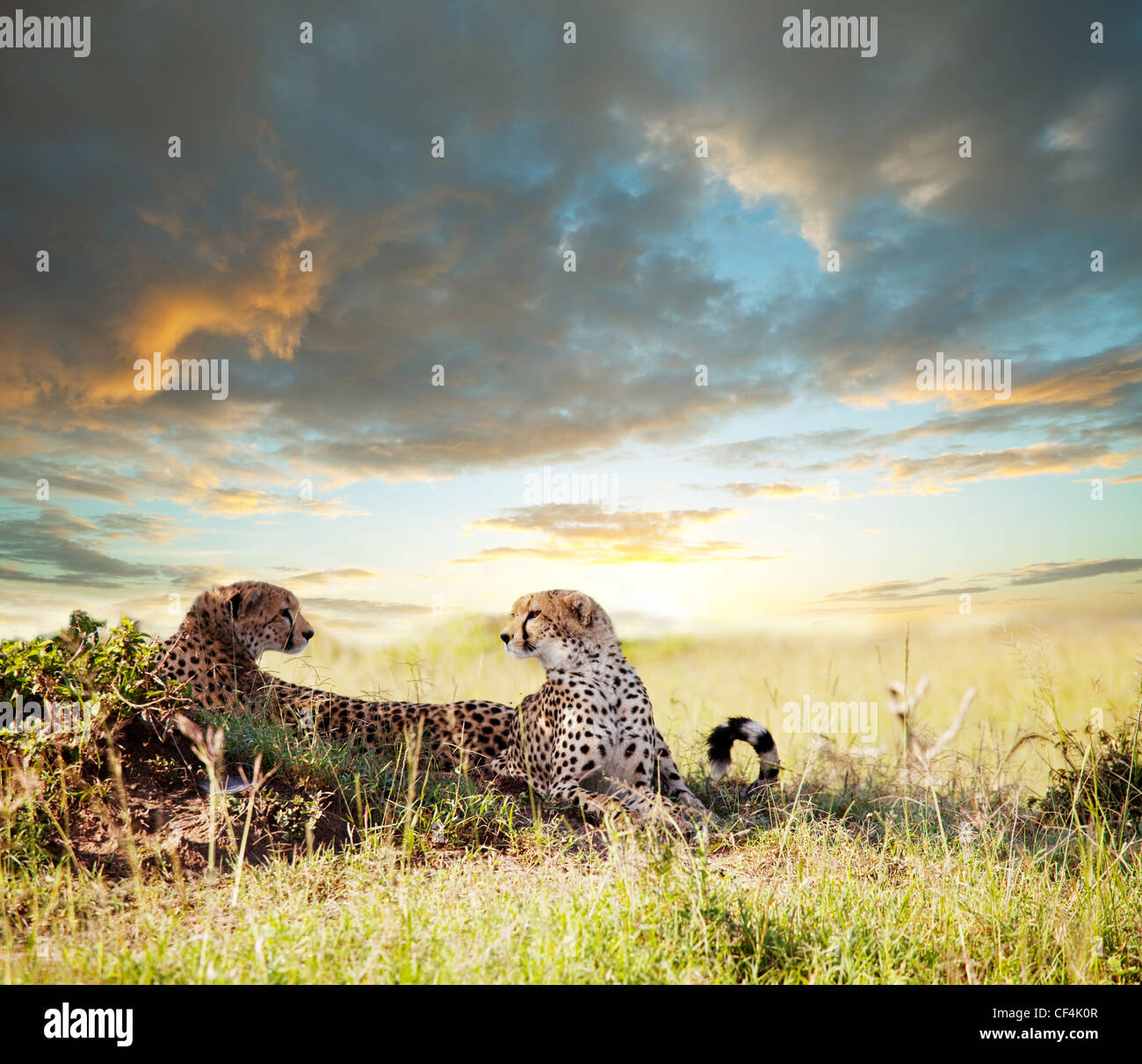 cheetah in Namibian bush Stock Photo - Alamy