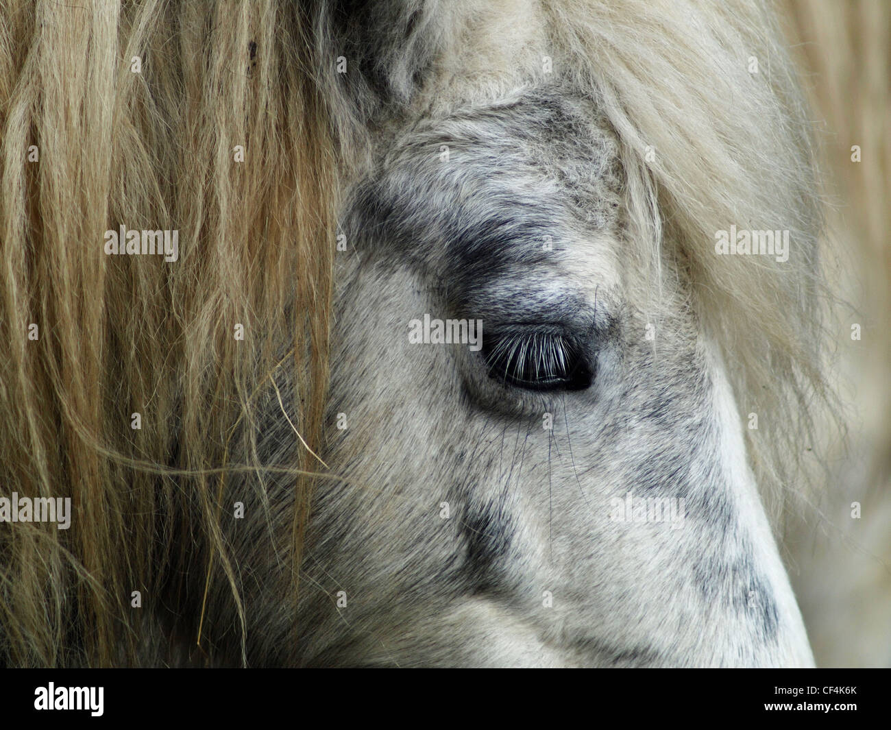 pony,piebald,side view head, close up Stock Photo - Alamy