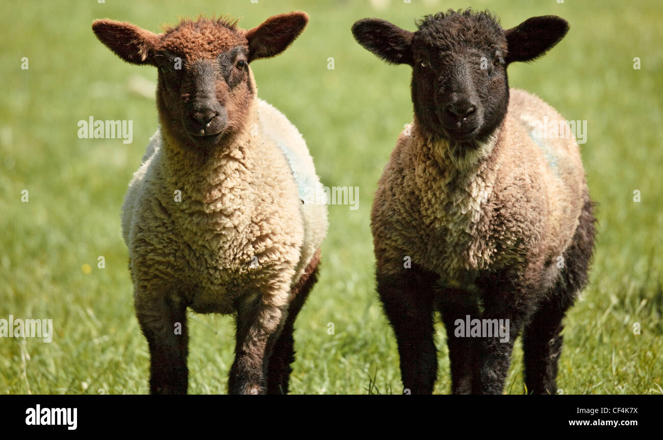 Two Lambs High Resolution Stock Photography and Images - Alamy