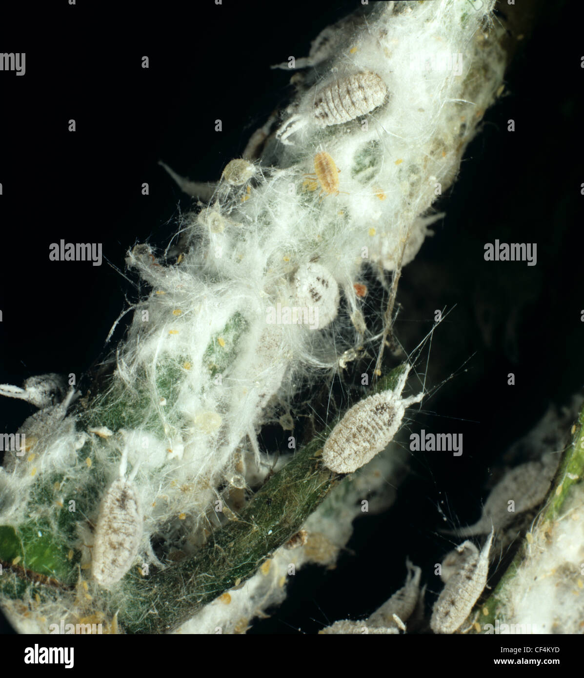 Striped mealybug (Ferrisia virgata) on jackfruit foliage Stock Photo ...