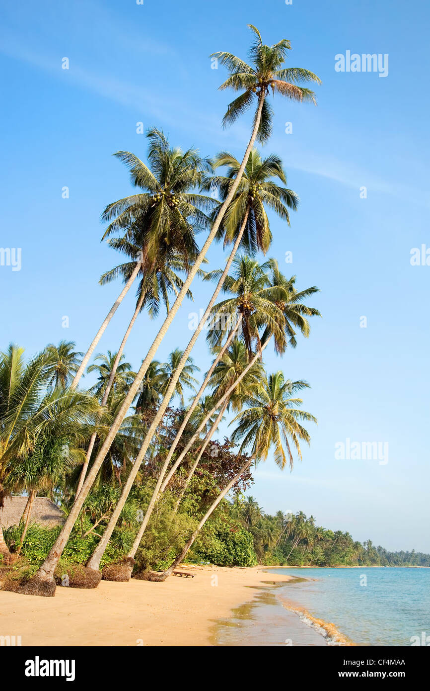 Tropical island beach landscape with palm trees and blue sky Stock ...