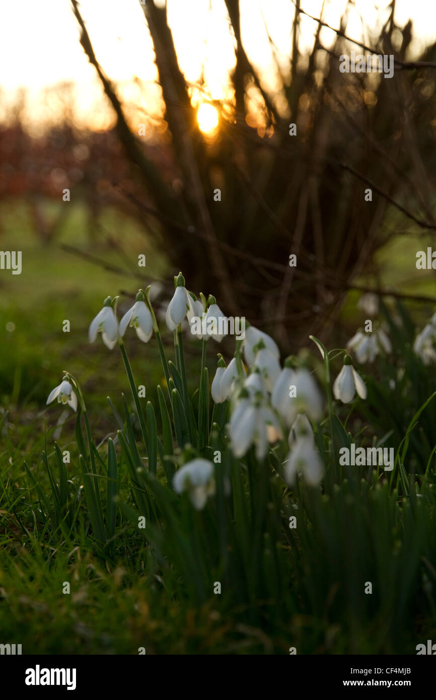 Group of snowdrops hi-res stock photography and images - Alamy