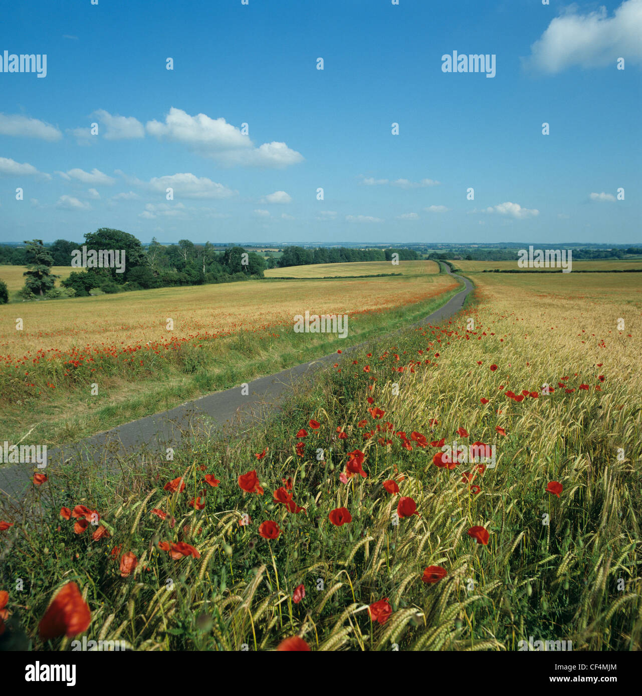 Country road with poppies flowering on either side in margins of ...