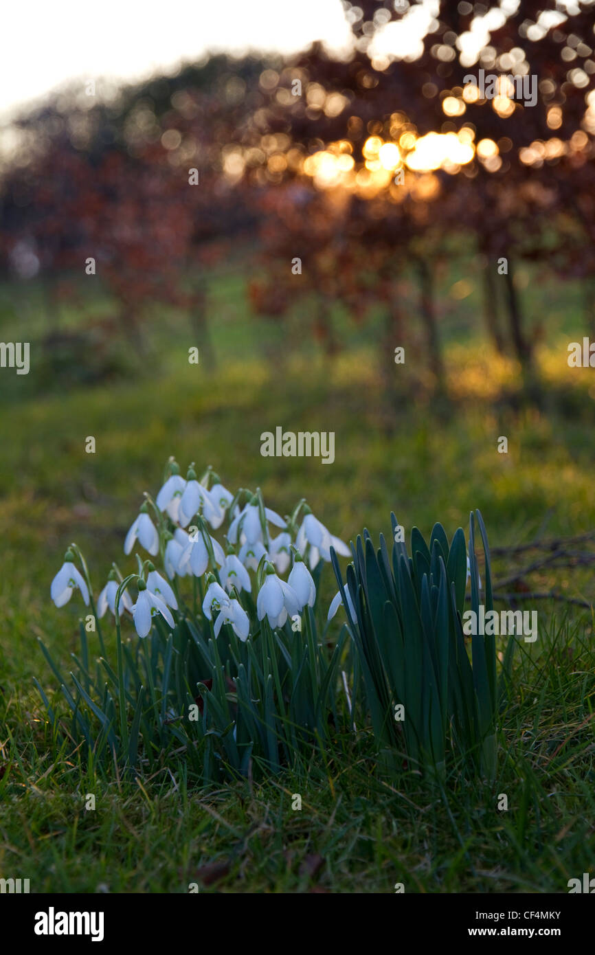 Group of snowdrops hi-res stock photography and images - Alamy