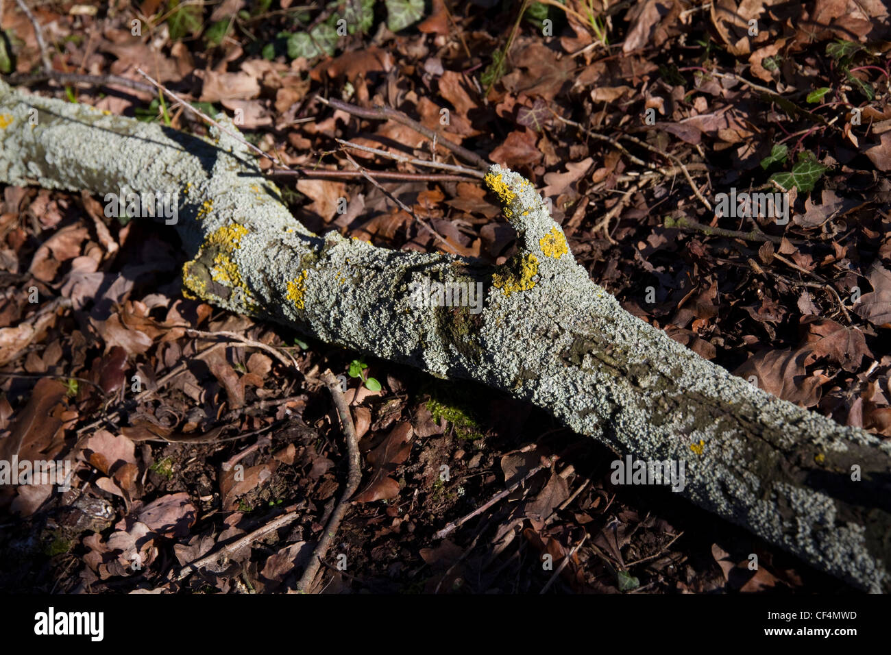 A dead tree branch covered in lichen. Lichen is a good indicator of ...