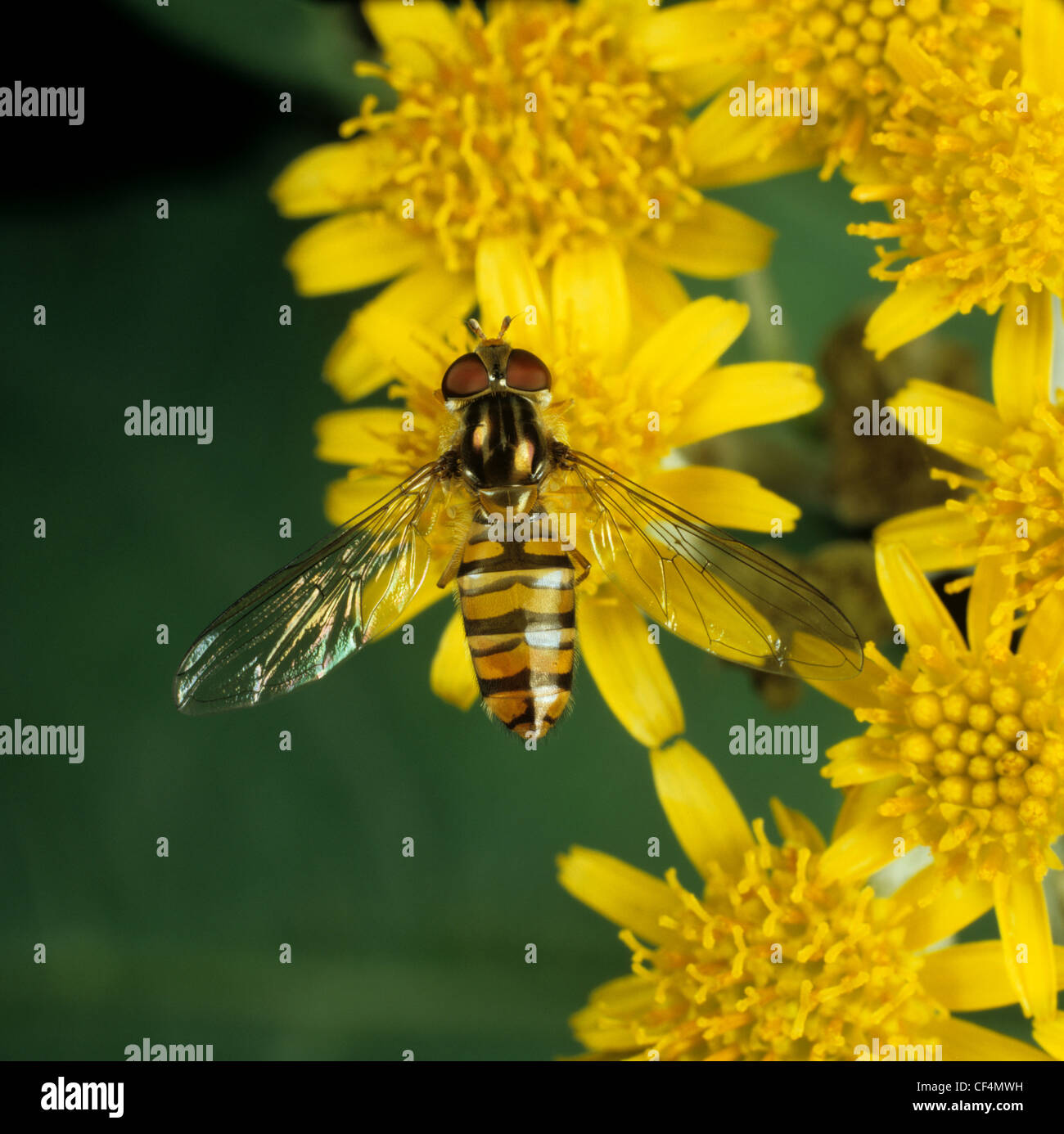 Hover fly larva hi-res stock photography and images - Alamy