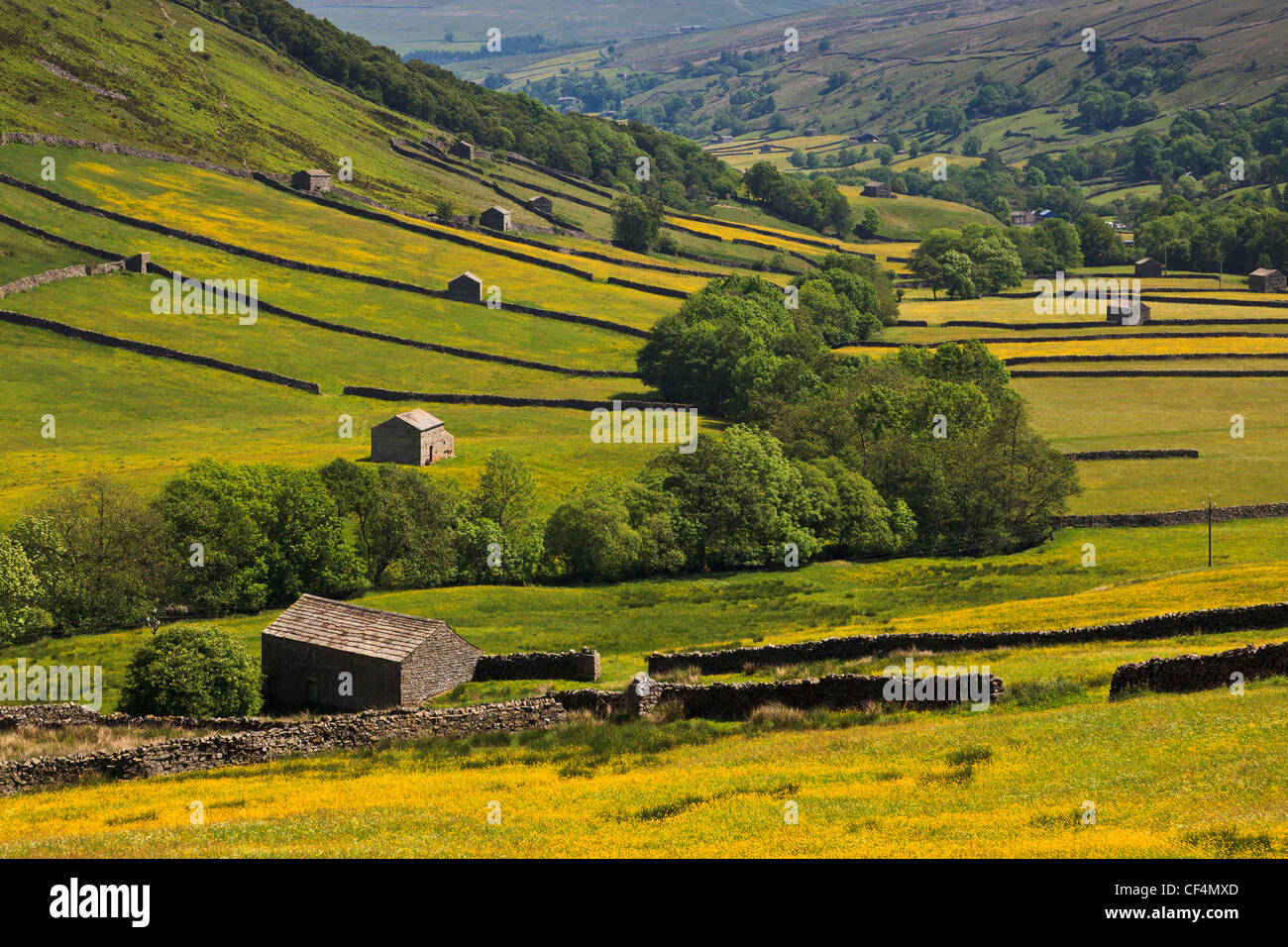 A view of the many barns that dot the hillside around Muker in ...