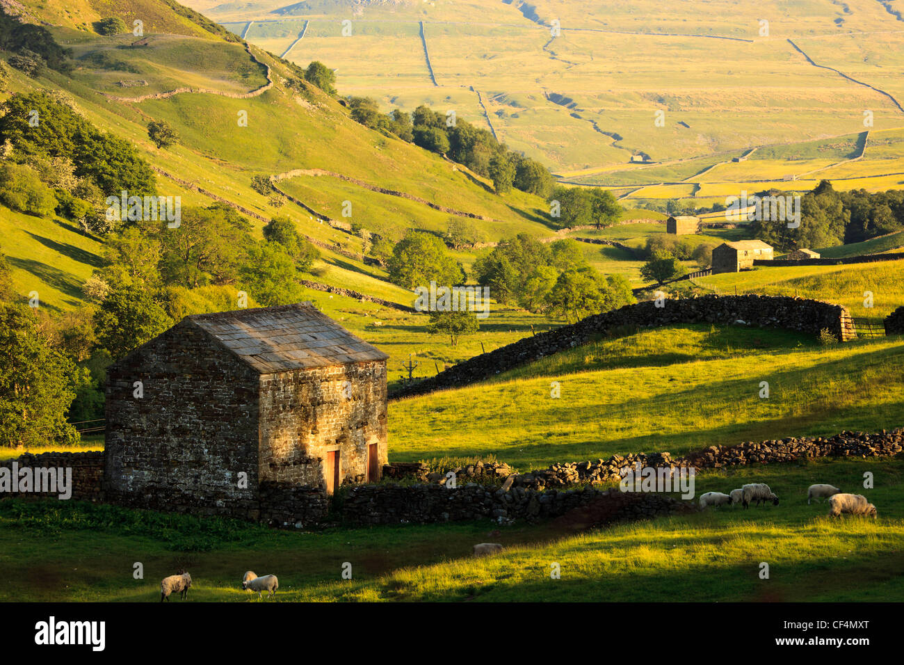 A typical view of one of the many barns around Keld in Swaledale Stock ...