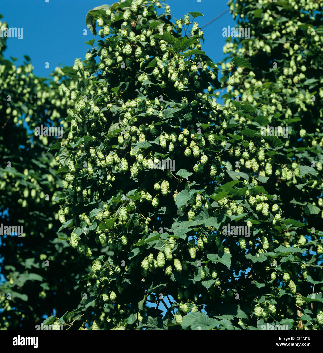 Hops hi-res stock photography and images - Alamy