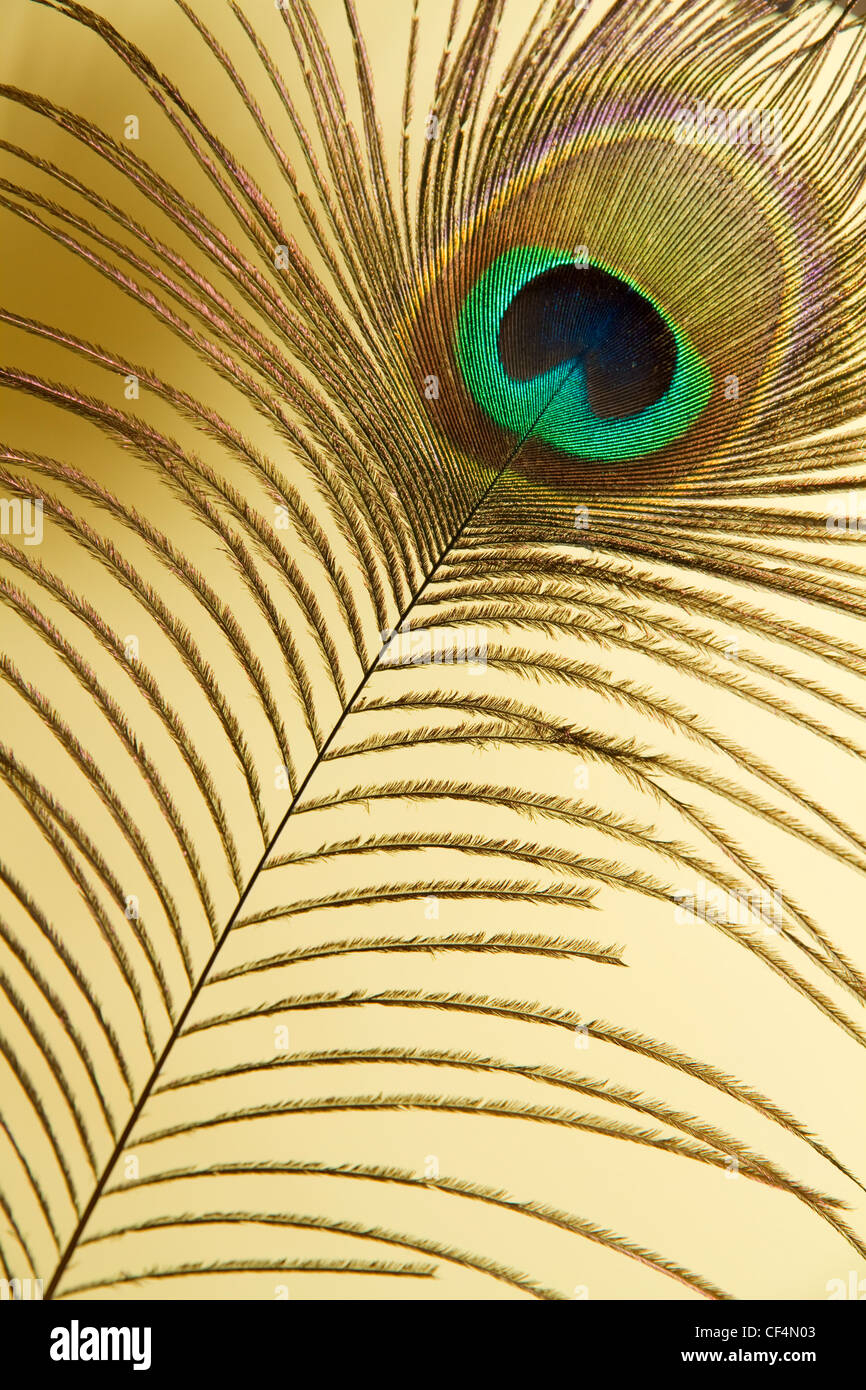 An iridescent peacock feather photographed against a pale cream ...