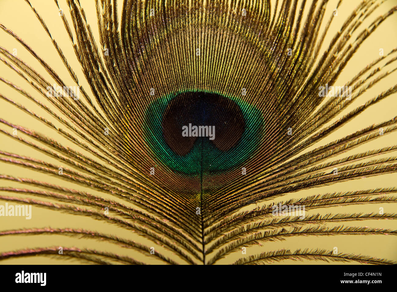 An iridescent peacock feather photographed against a pale cream ...