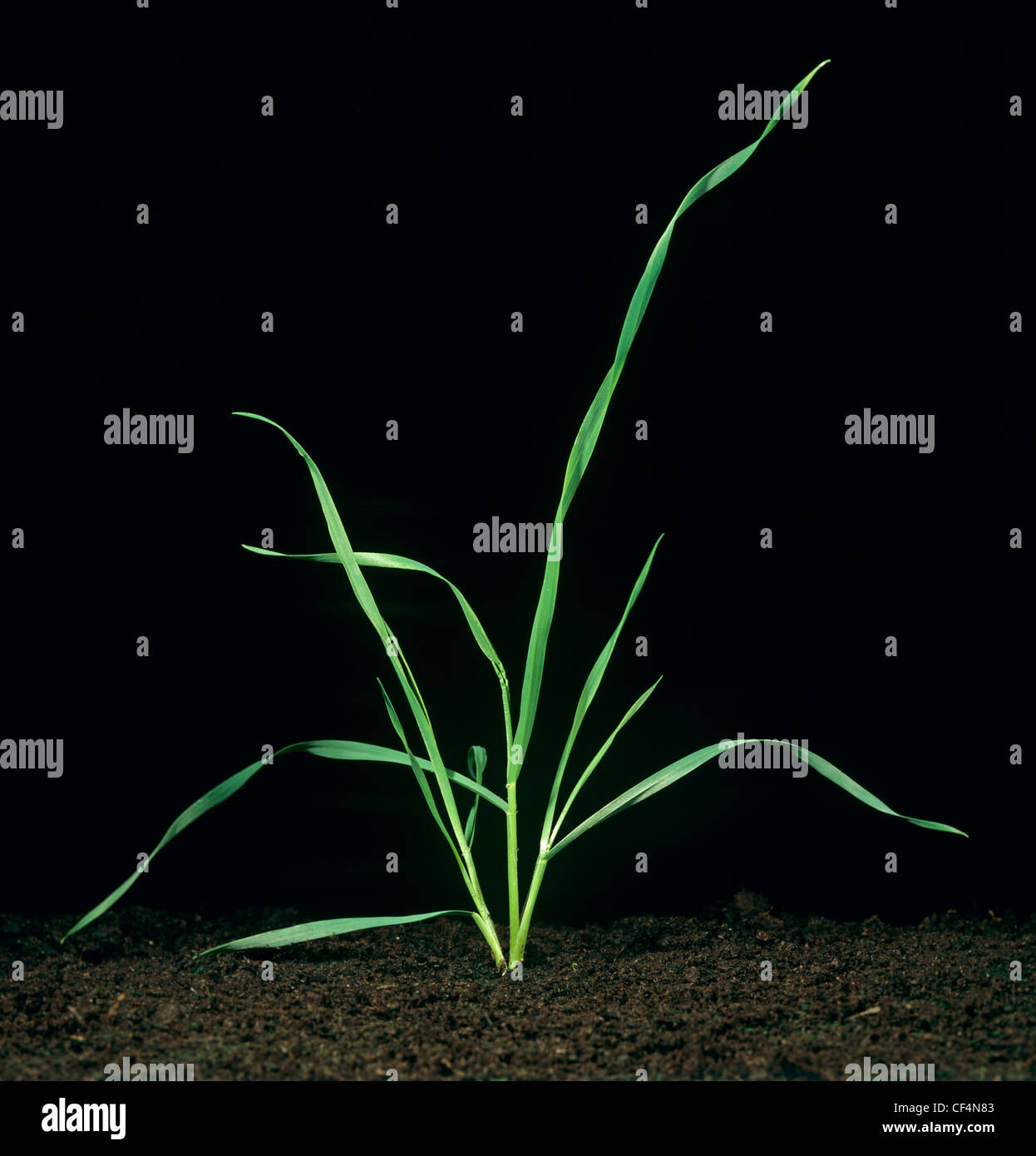 Seedling wheat plant growth stage hi-res stock photography and images ...