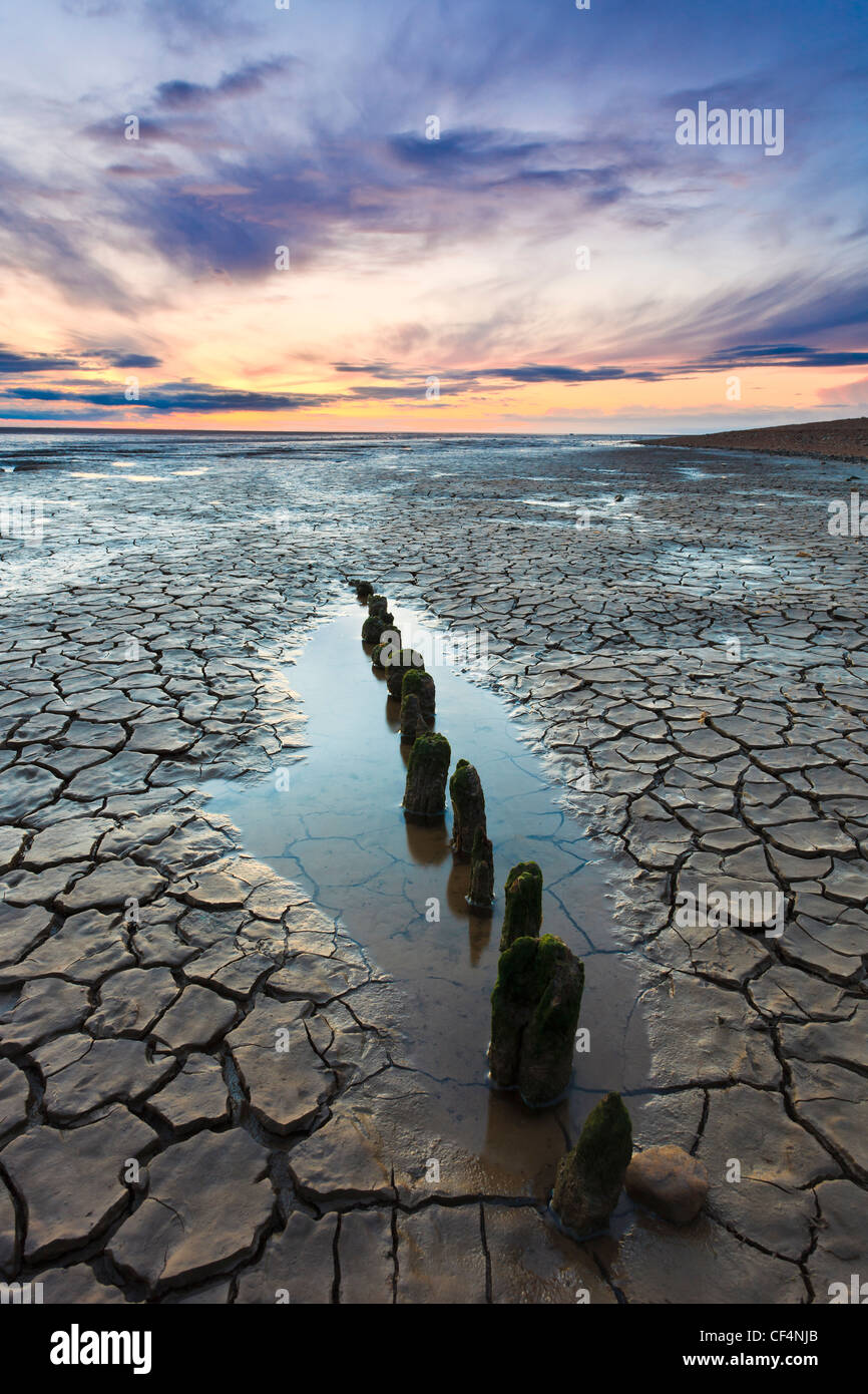 Short wooden stumps exposed by the low tide of The Wash, an estuary on ...