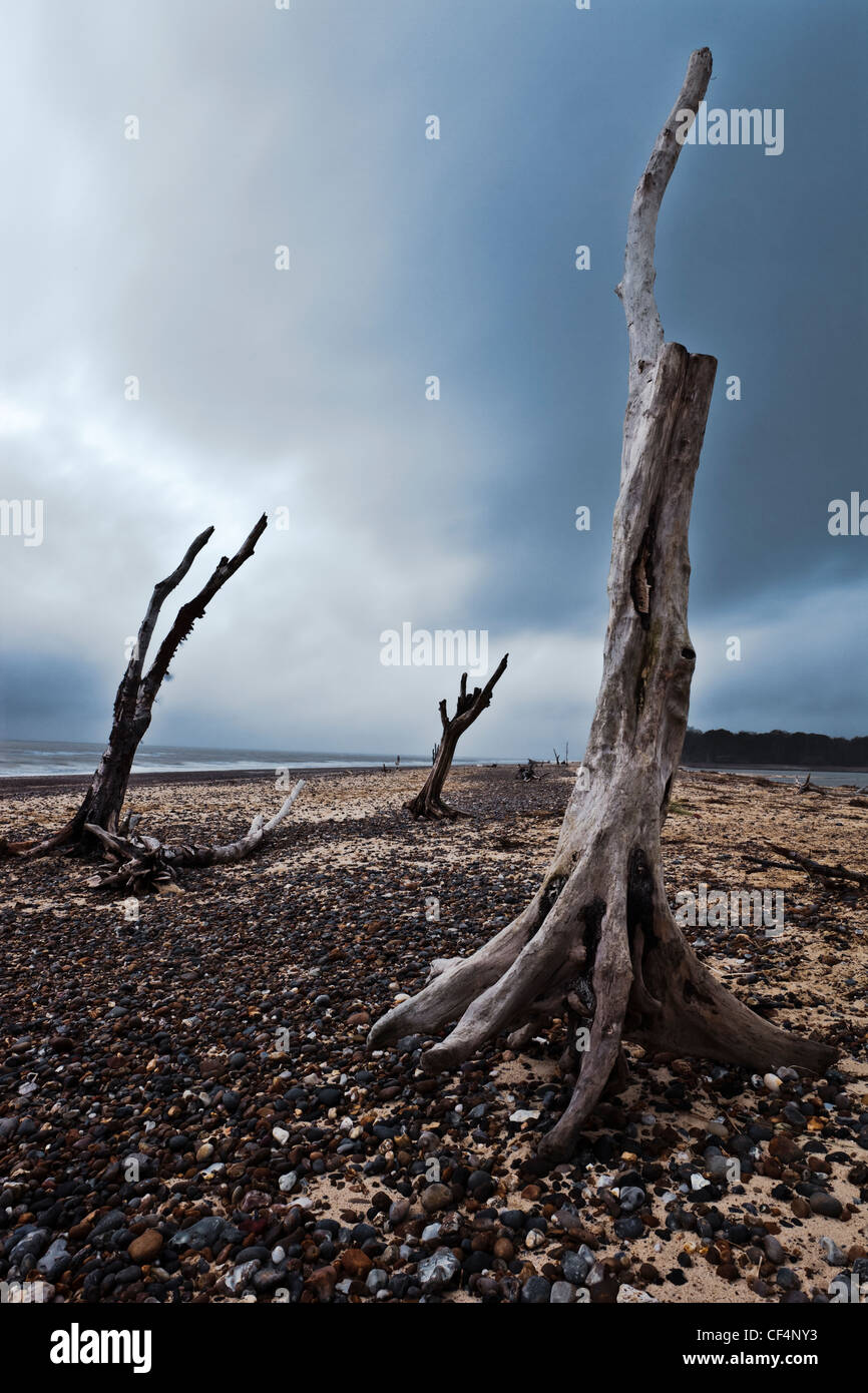The remains of three old oak trees still standing on Benacre beach in ...