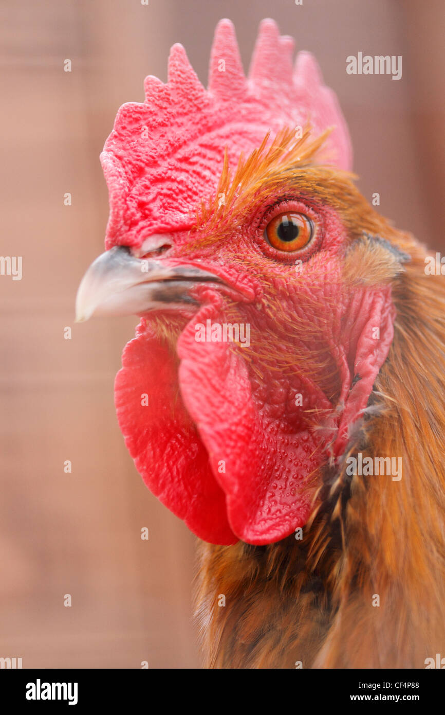Cockerel French Copper Black/Buff Cochin Hybrid. Domestic chicken ...