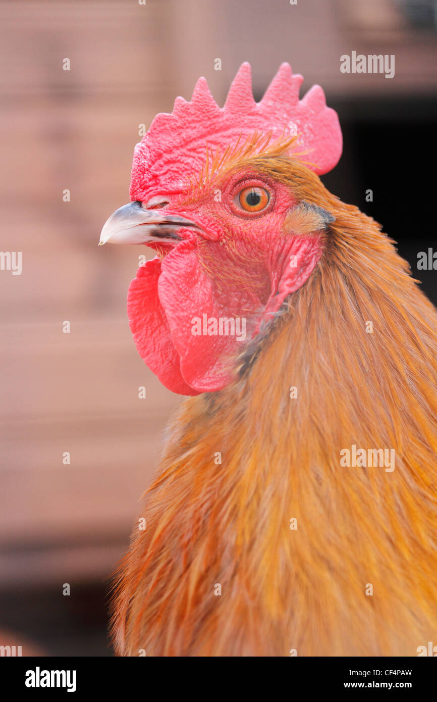 Cockerel French Copper Black/Buff Cochin Hybrid. Domestic chicken ...