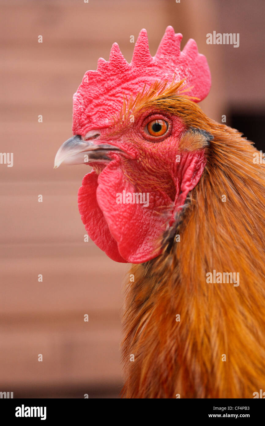 Cockerel French Copper Black/Buff Cochin Hybrid. Domestic chicken ...