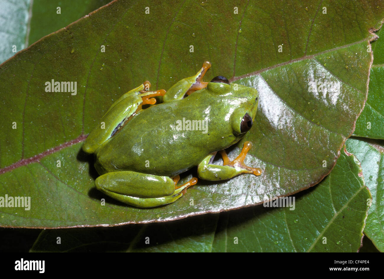 Boettger's reed frog (Heterixalus boettgeri: Hyperoliidae) in its ...