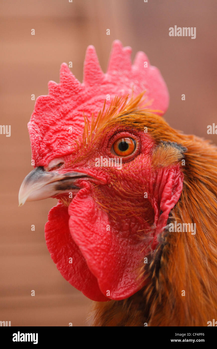 Cockerel French Copper Black/Buff Cochin Hybrid. Domestic chicken ...