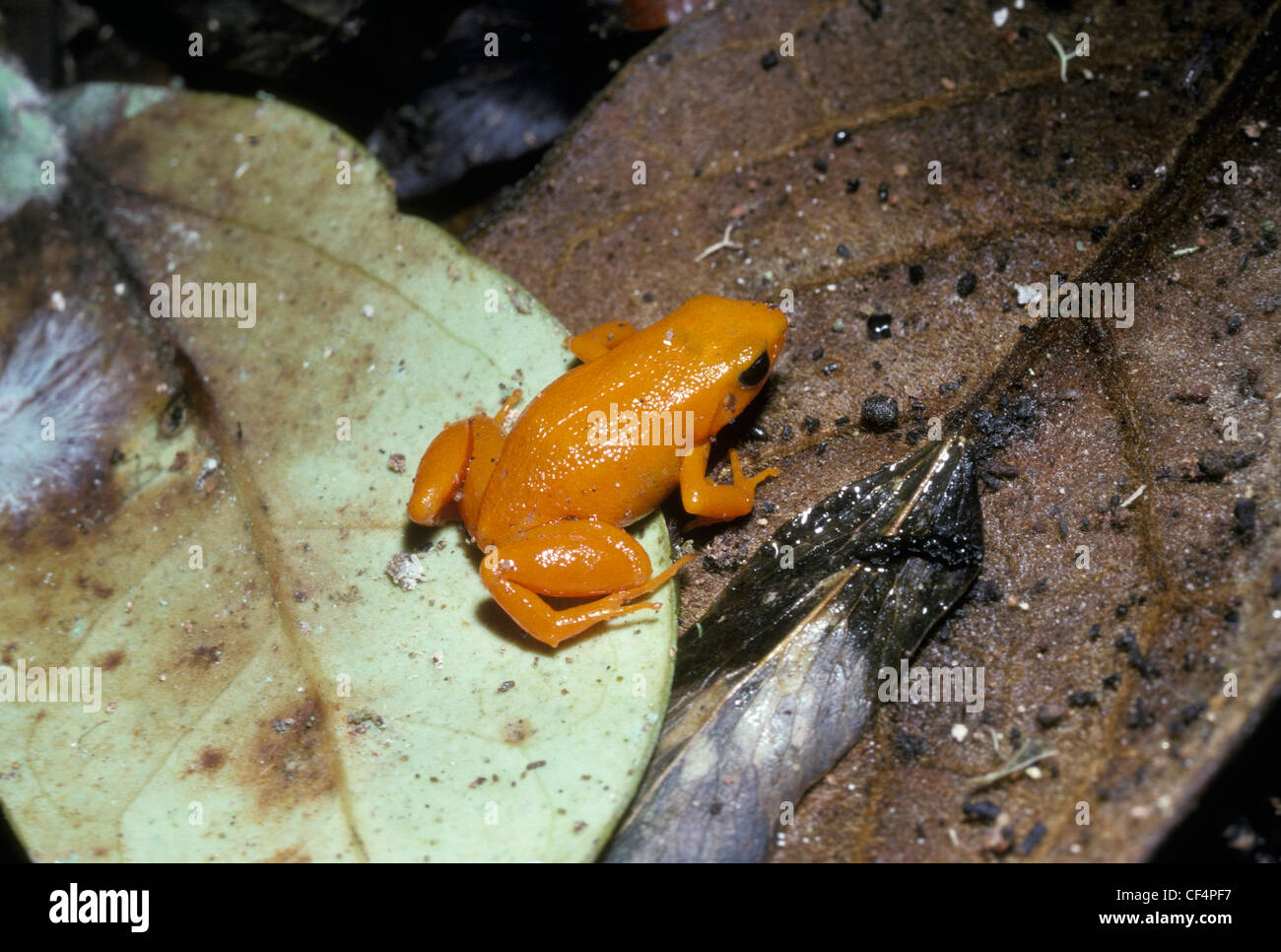 Golden mantella frog (Mantella aurantiaca: Ranidae) in rainforest ...
