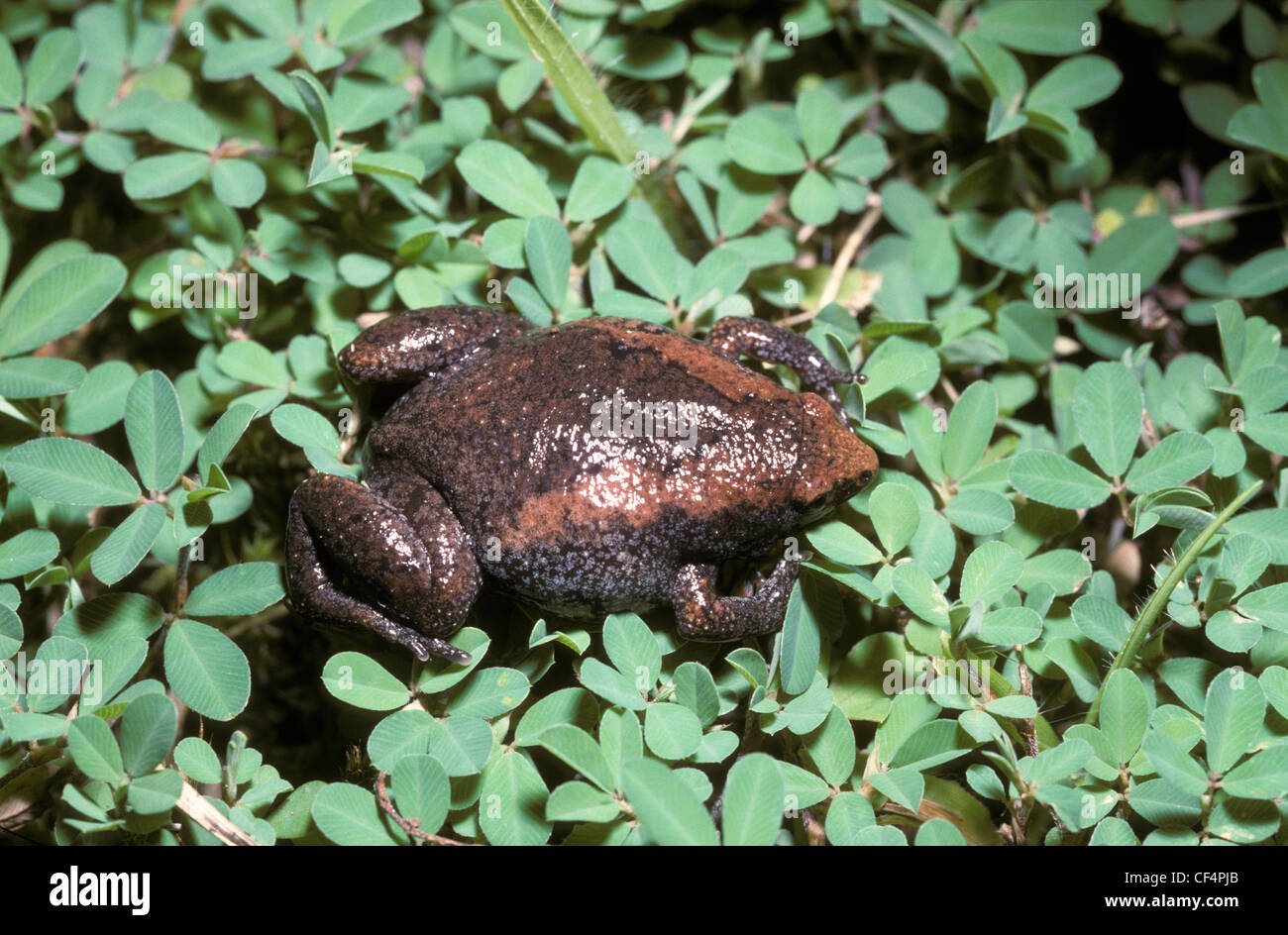 Eastern narrow mouthed toad hi-res stock photography and images - Alamy