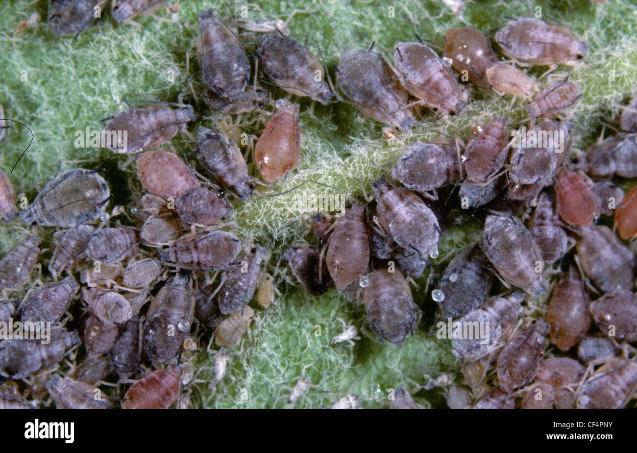 Rosy apple aphid (dysaphis plantaginea) hi-res stock photography and ...