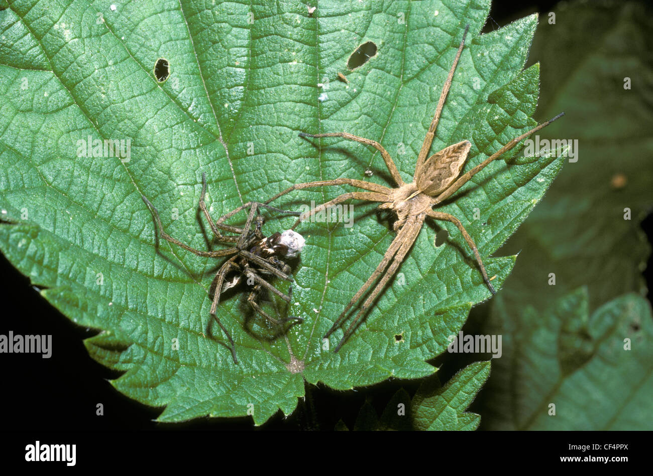 Pisauridae spiders gift hi-res stock photography and images - Alamy