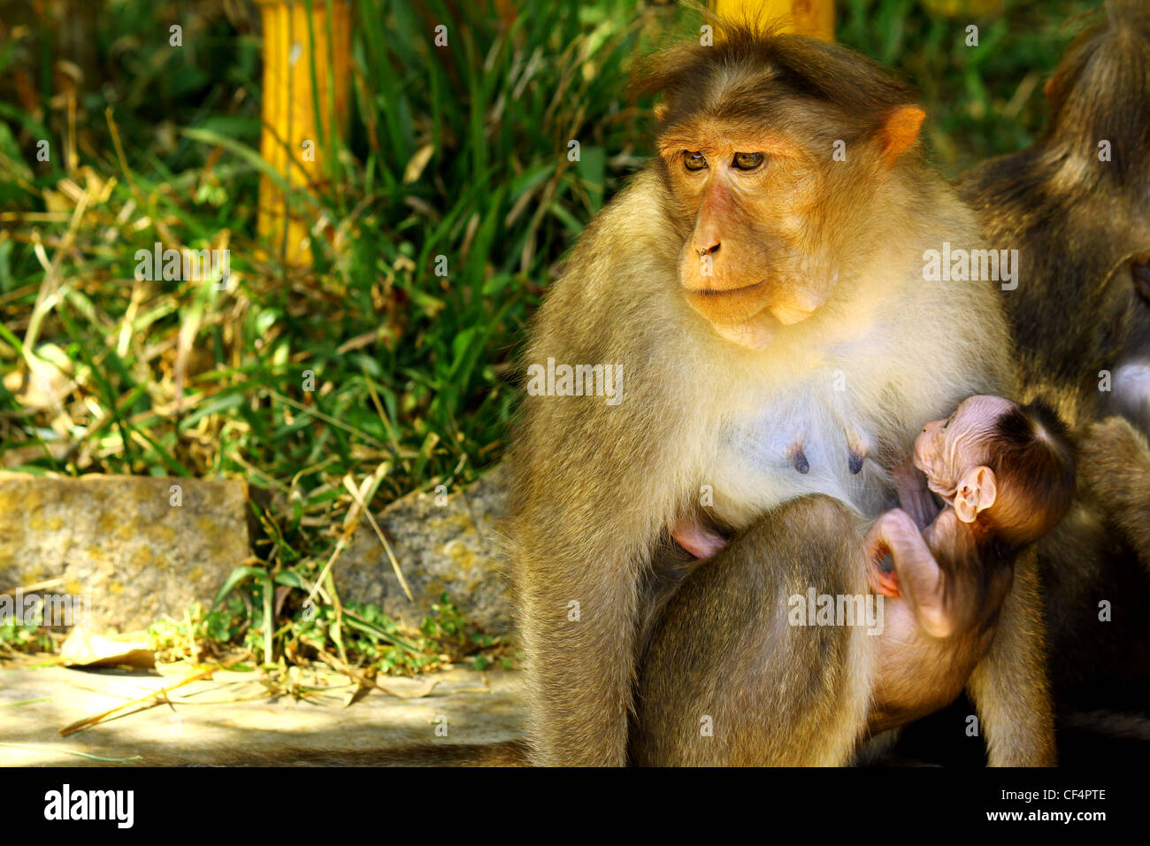 indian mother Rhesus macaque monkey with baby Stock Photo - Alamy