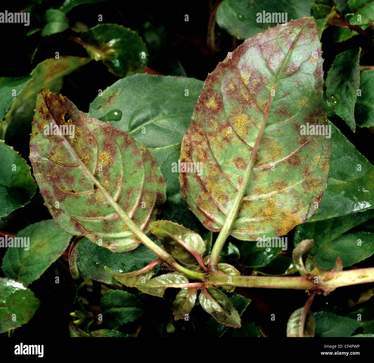 Fuchsia plant uk hi-res stock photography and images - Alamy