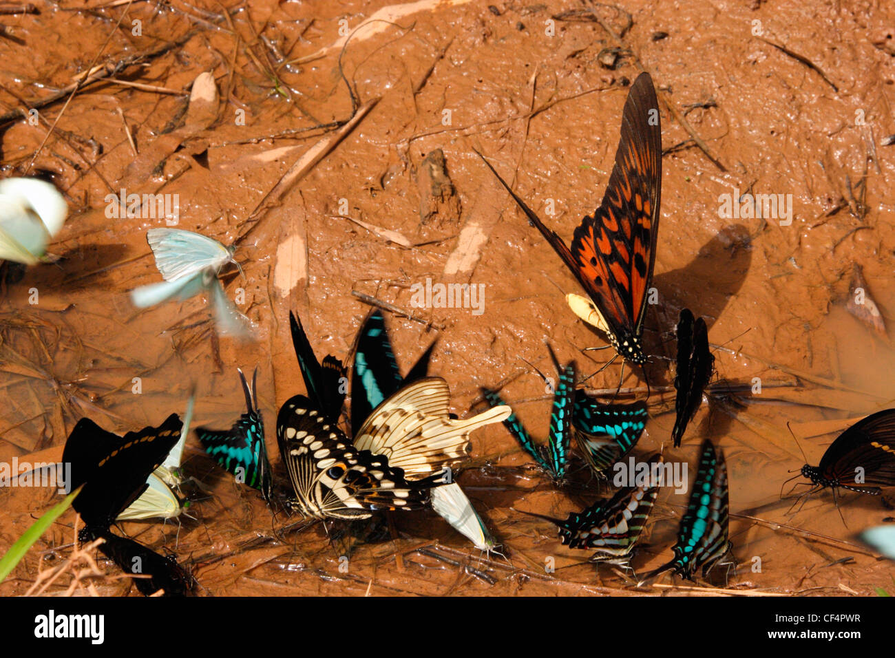 Swallowtails puddling, (Papilio antimachus), P. dardanus, P. menestheus ...
