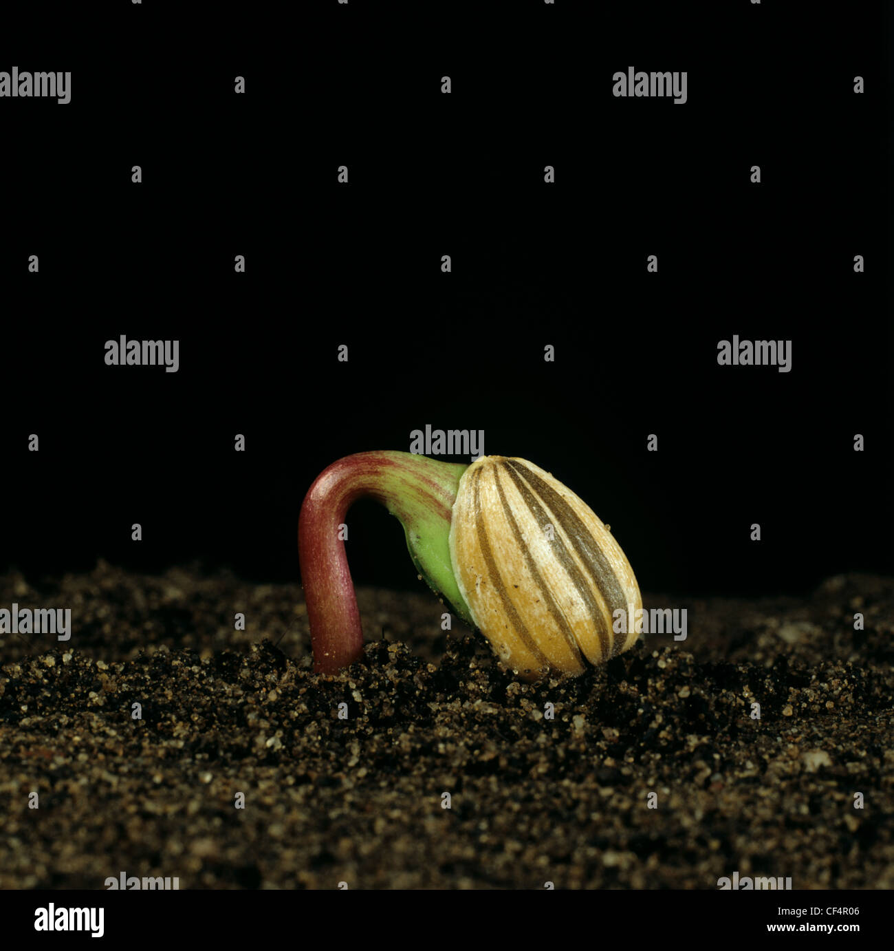 Sunflower Seed Germinating High Resolution Stock Photography and Images ...