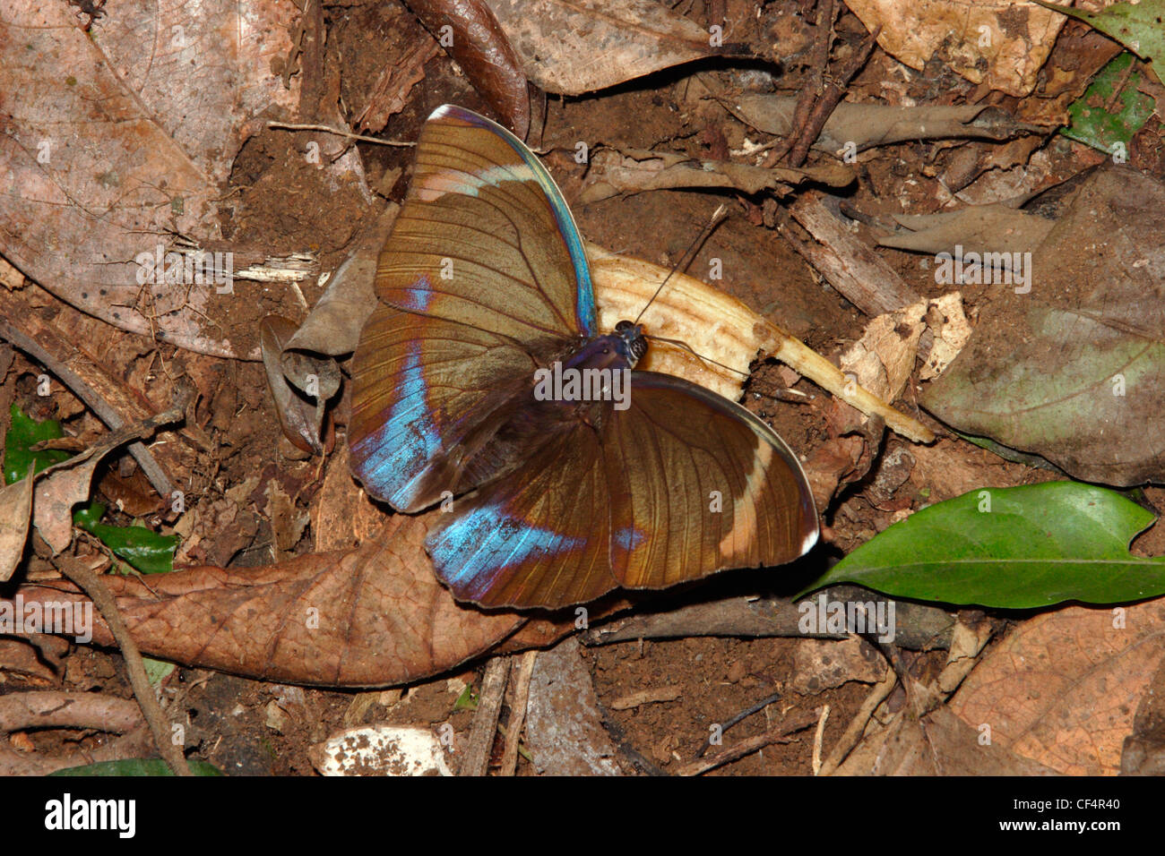 Blue-banded forester / Right hindwing Butterfly (Euphaedra harpalyce ...