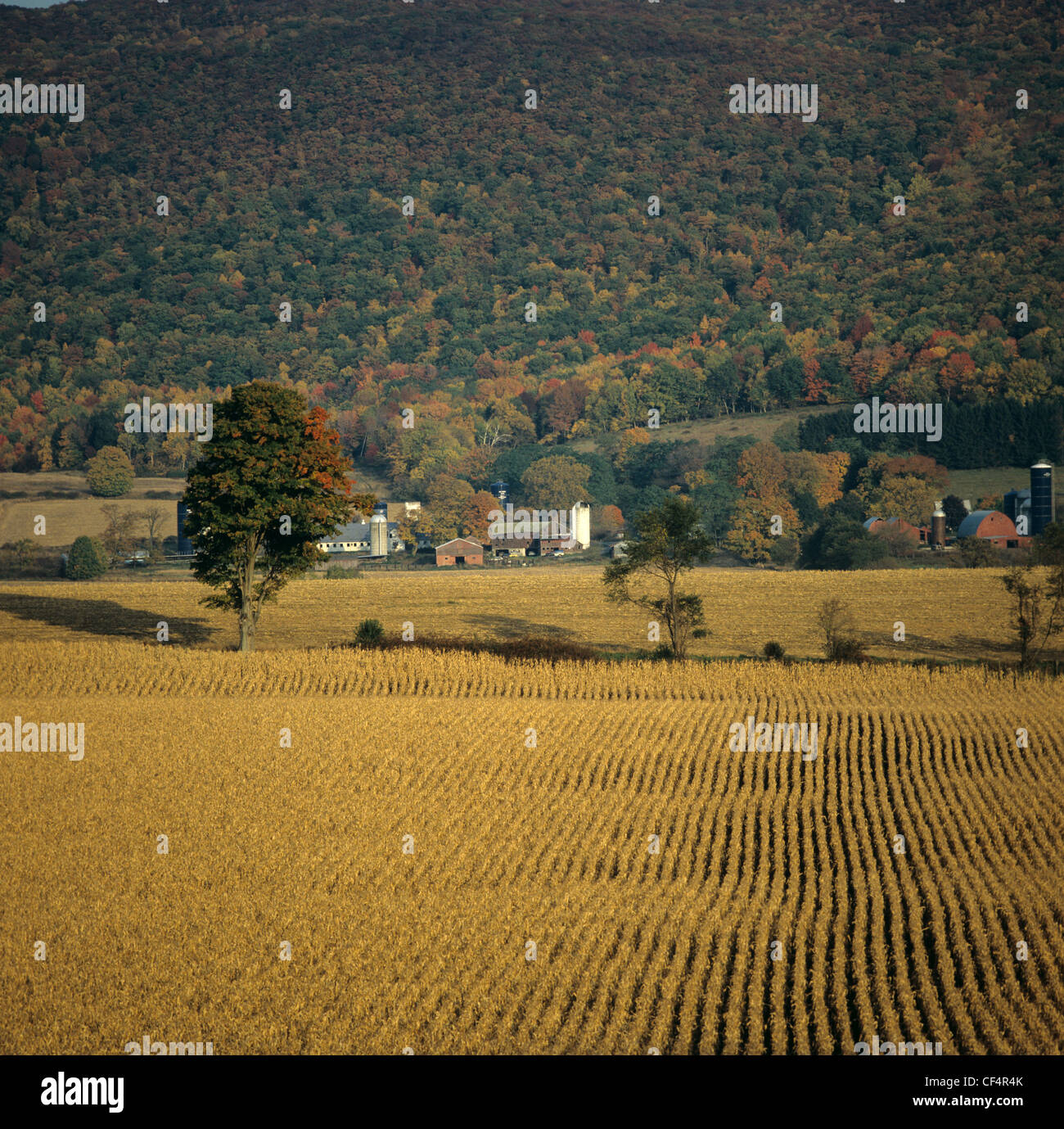 Dry forage maize crop, part harvested, with farm and trees in fall ...
