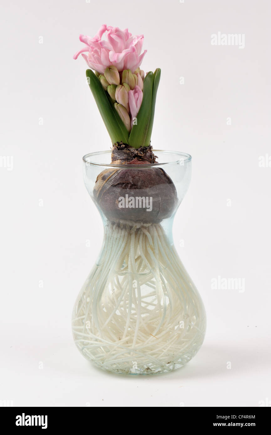 Common Hyacinth (Hyacinthus orientalis) bulb, flower shoot developing ...
